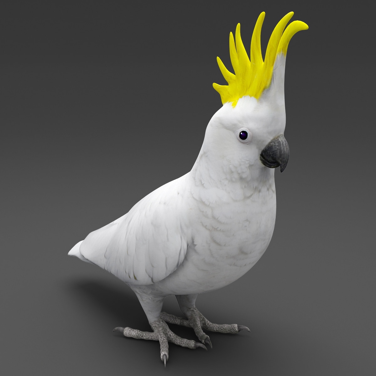 Max Sulphur Crested Cockatoo Bird
