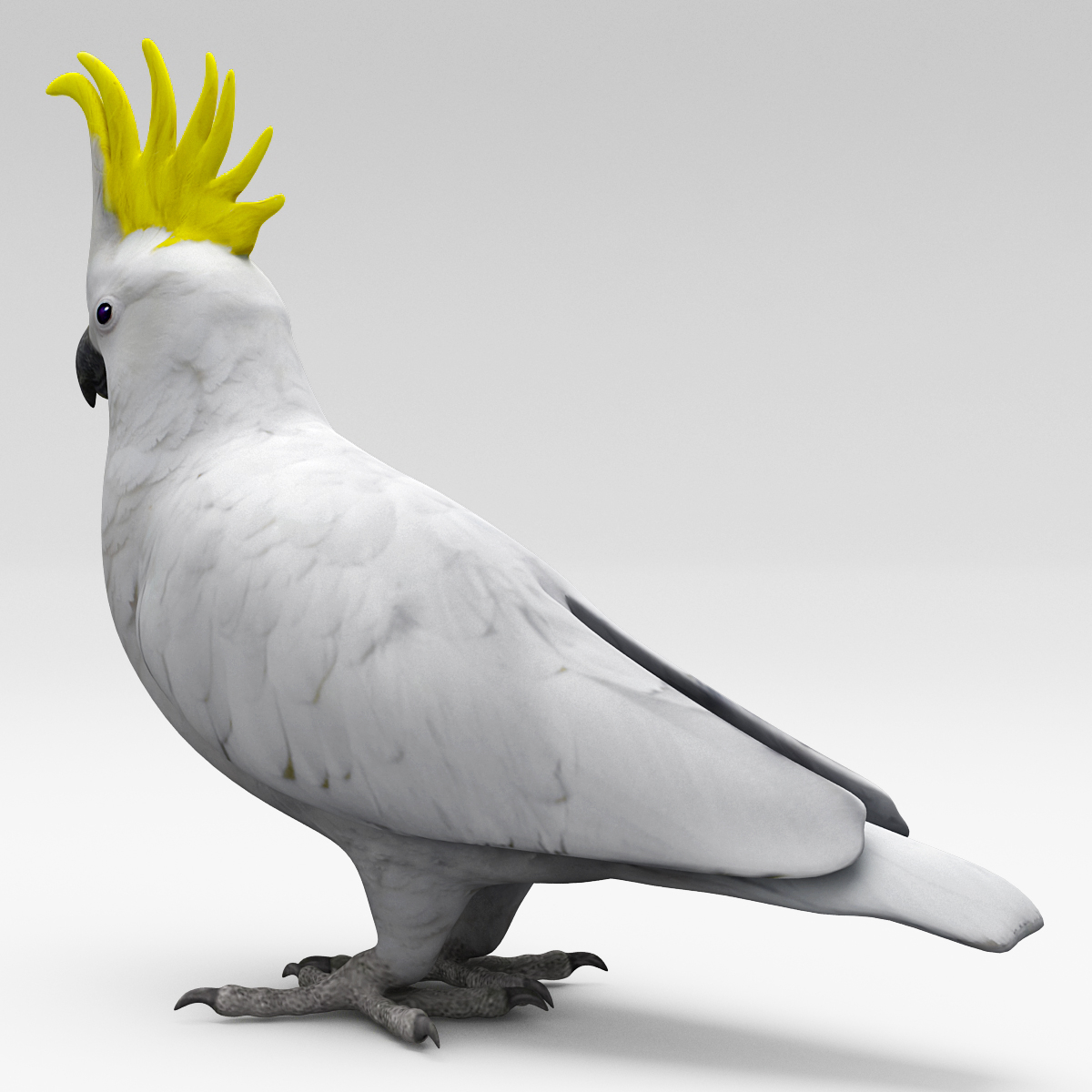 max sulphur-crested cockatoo bird