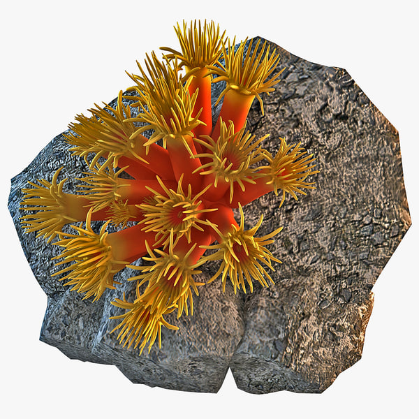 reef anemone 3d model