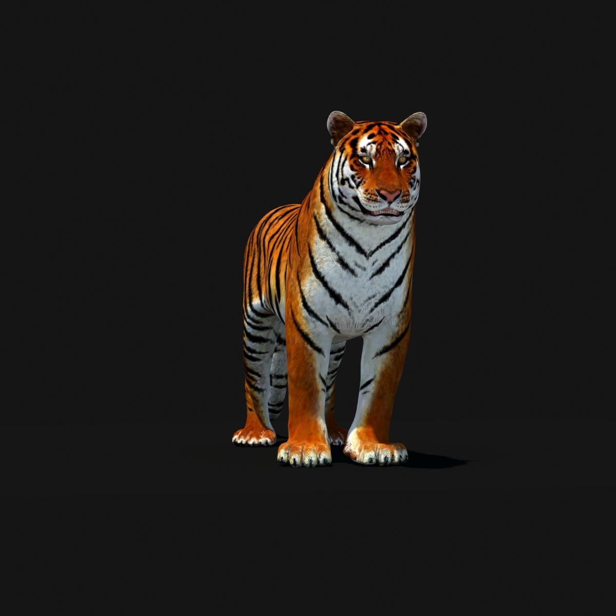 modelo 3d Tigre (animación) - TurboSquid 715894