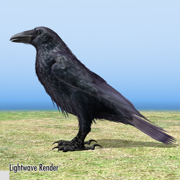 3d common raven