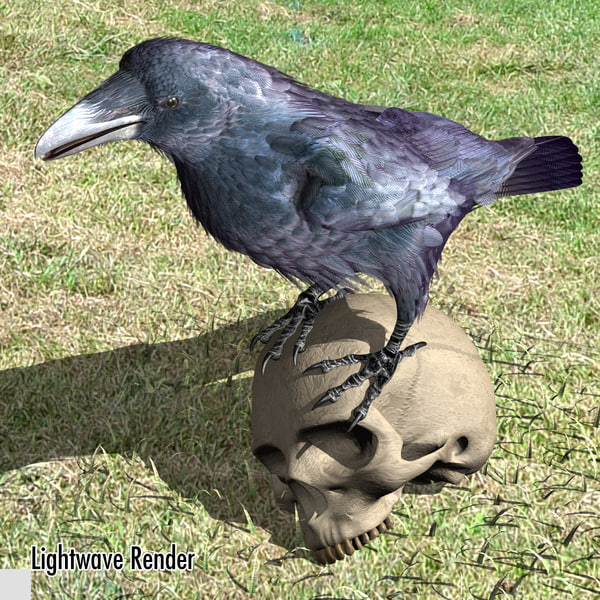 3d common raven