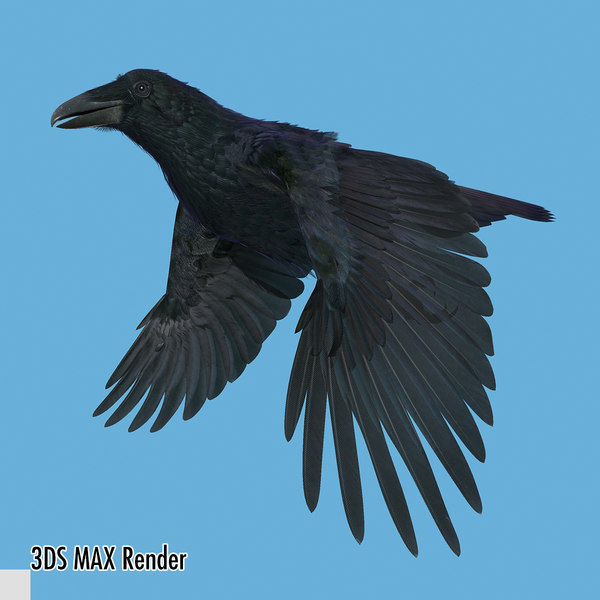 3d common raven