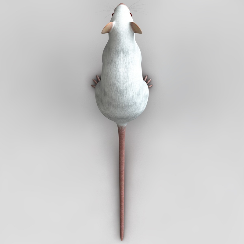 white mouse 3d model