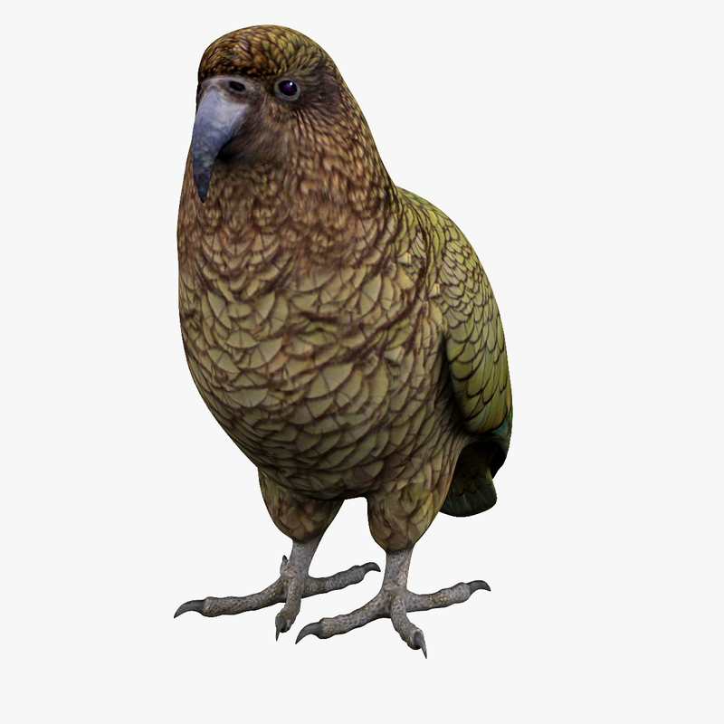 3ds max kea parrot bird