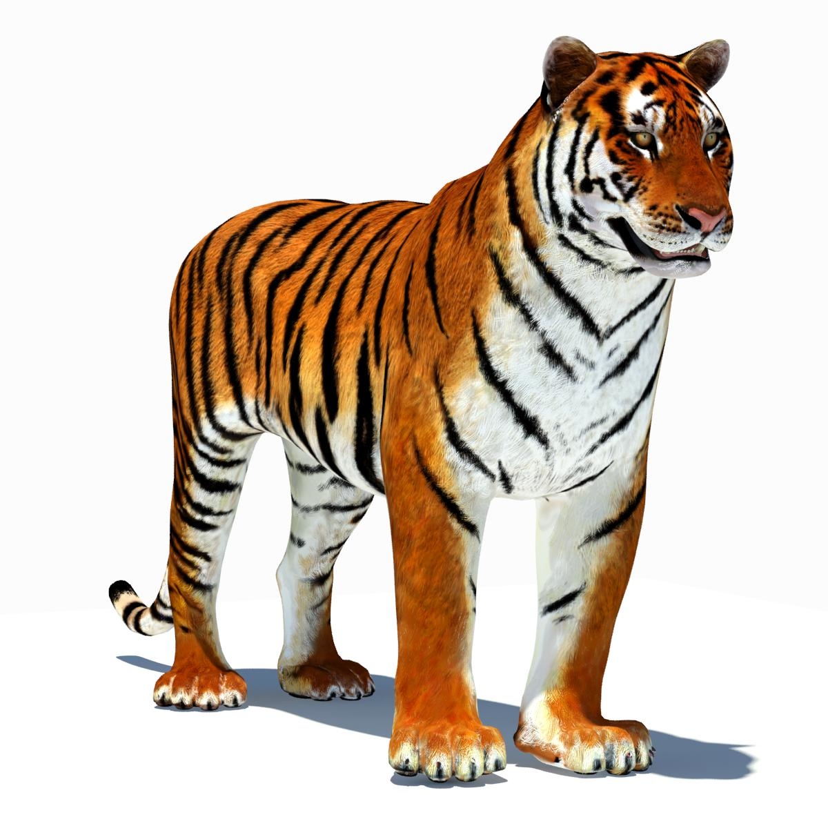 3d model tiger color rigging animation