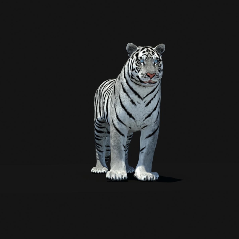 3d model tiger color rigging animation