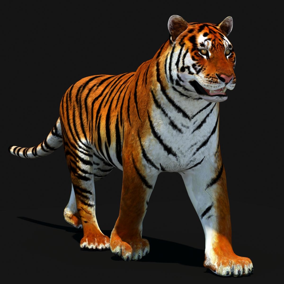 3d model tiger color rigging animation
