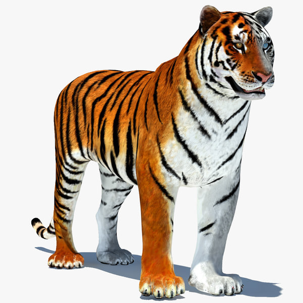 Tiger 3D Models for Download | TurboSquid