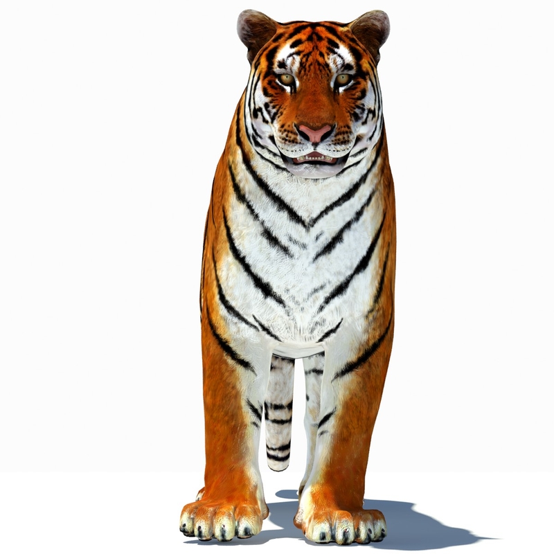 3d model tiger color rigging animation