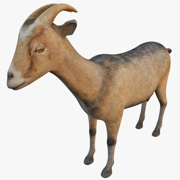 Goat 3D Models for Download | TurboSquid
