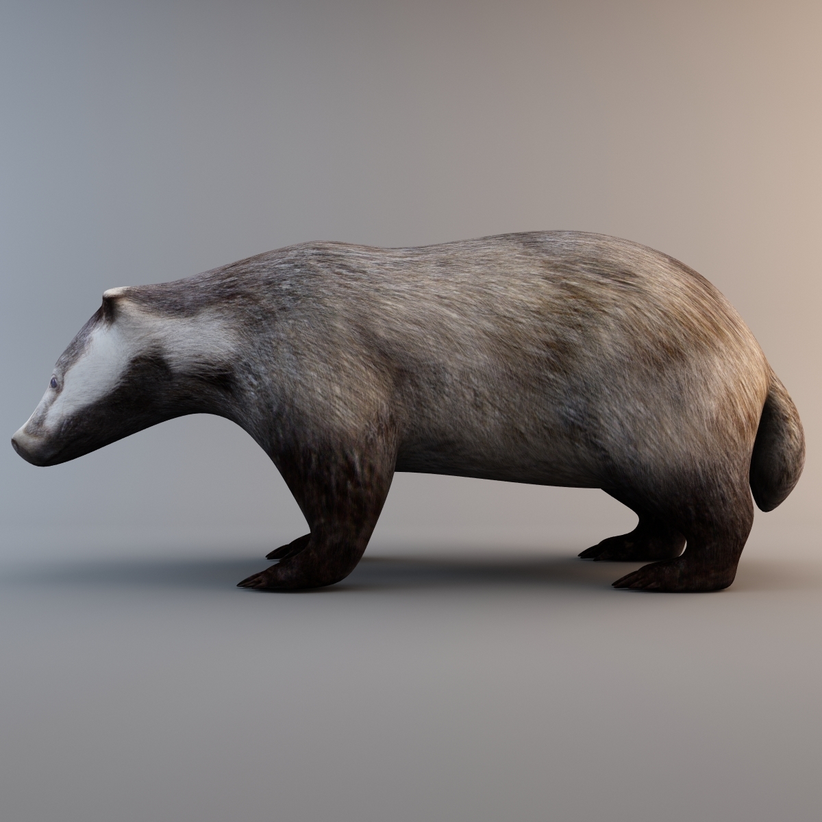 3ds european badger