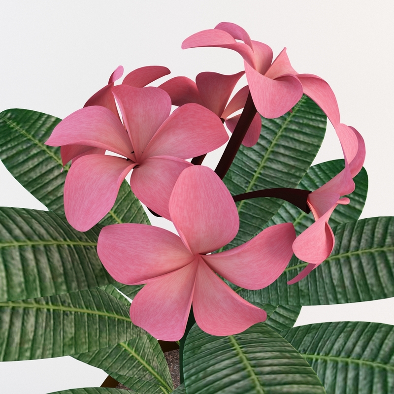 pink plumeria flower max