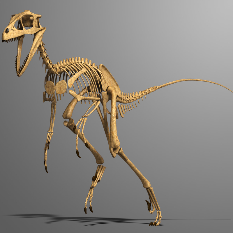3d model dino skeleton dromaeosaurus