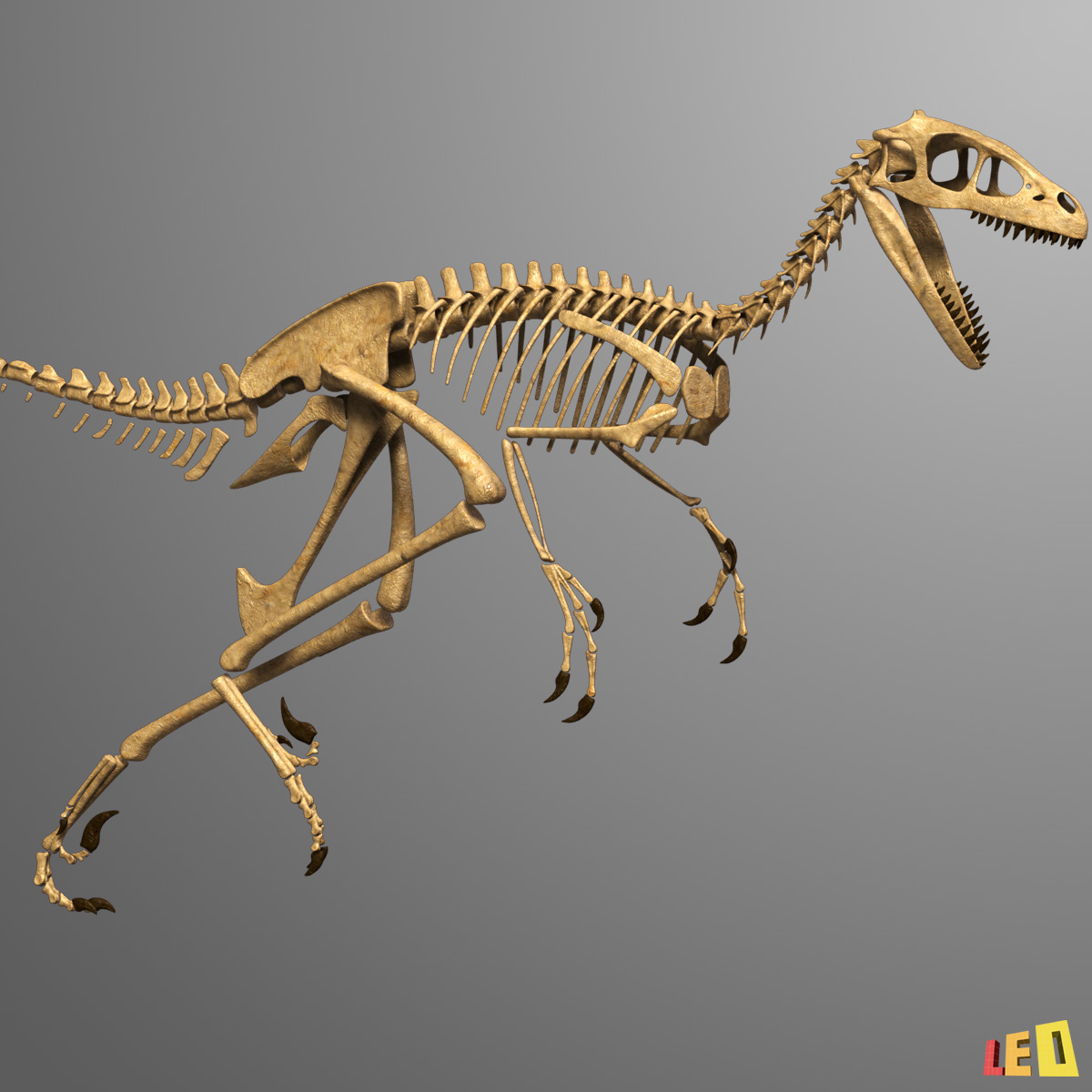 3d model dino skeleton dromaeosaurus