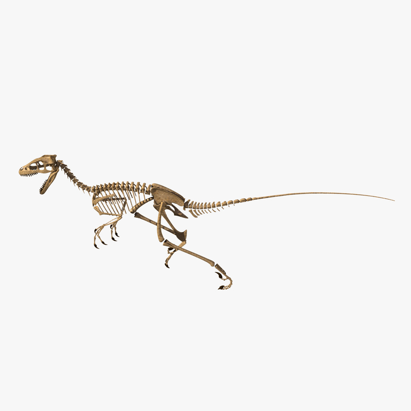 3d model dino skeleton dromaeosaurus