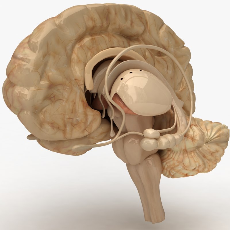 3ds max human brain