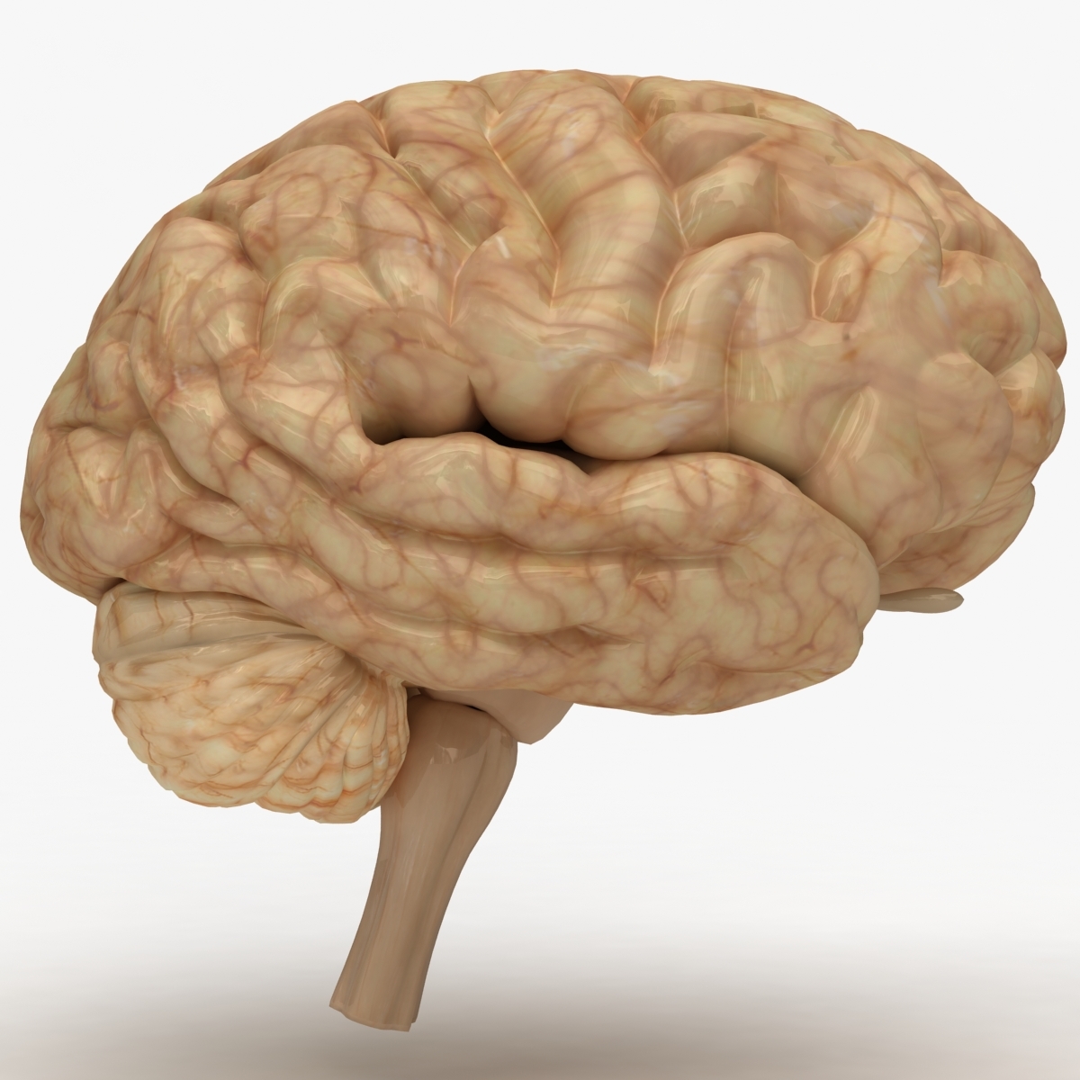 3ds max human brain