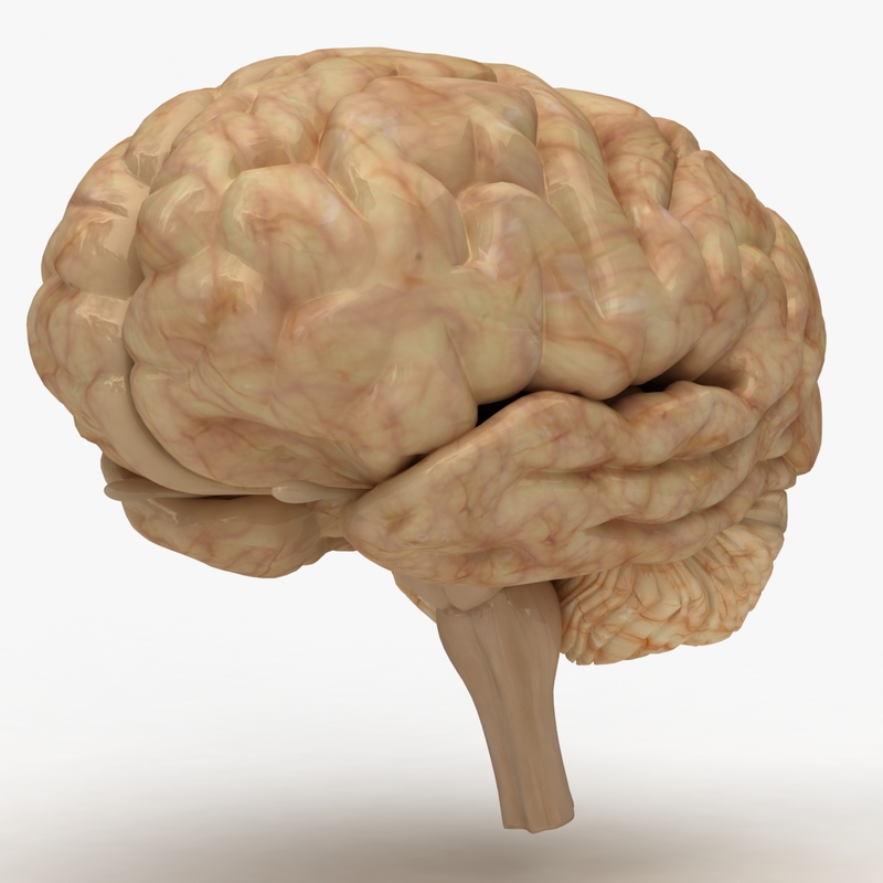 3ds max human brain