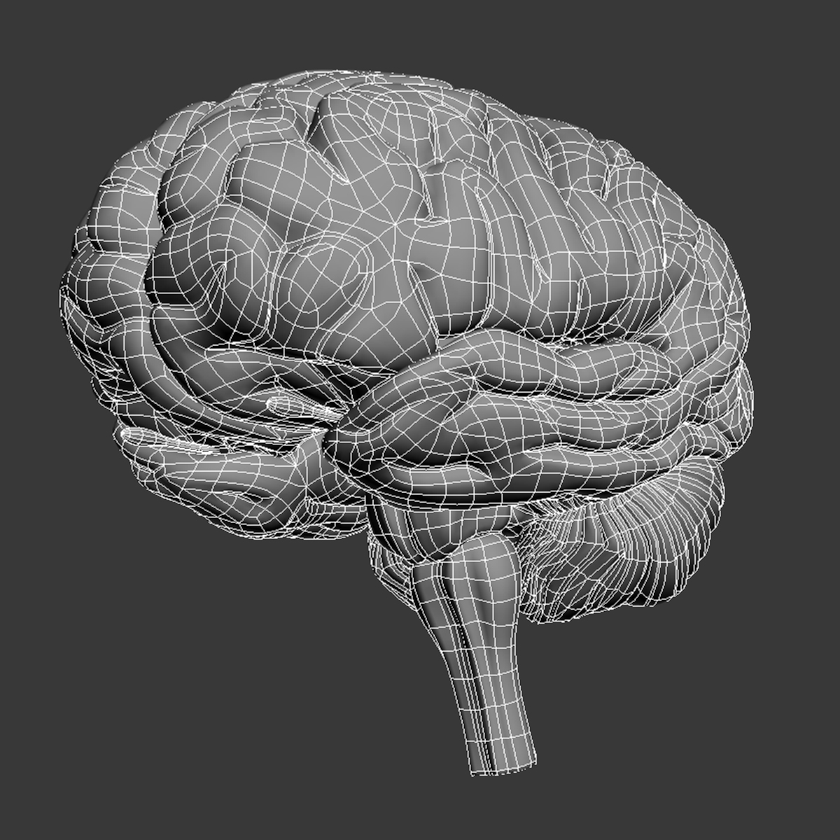 3ds max human brain