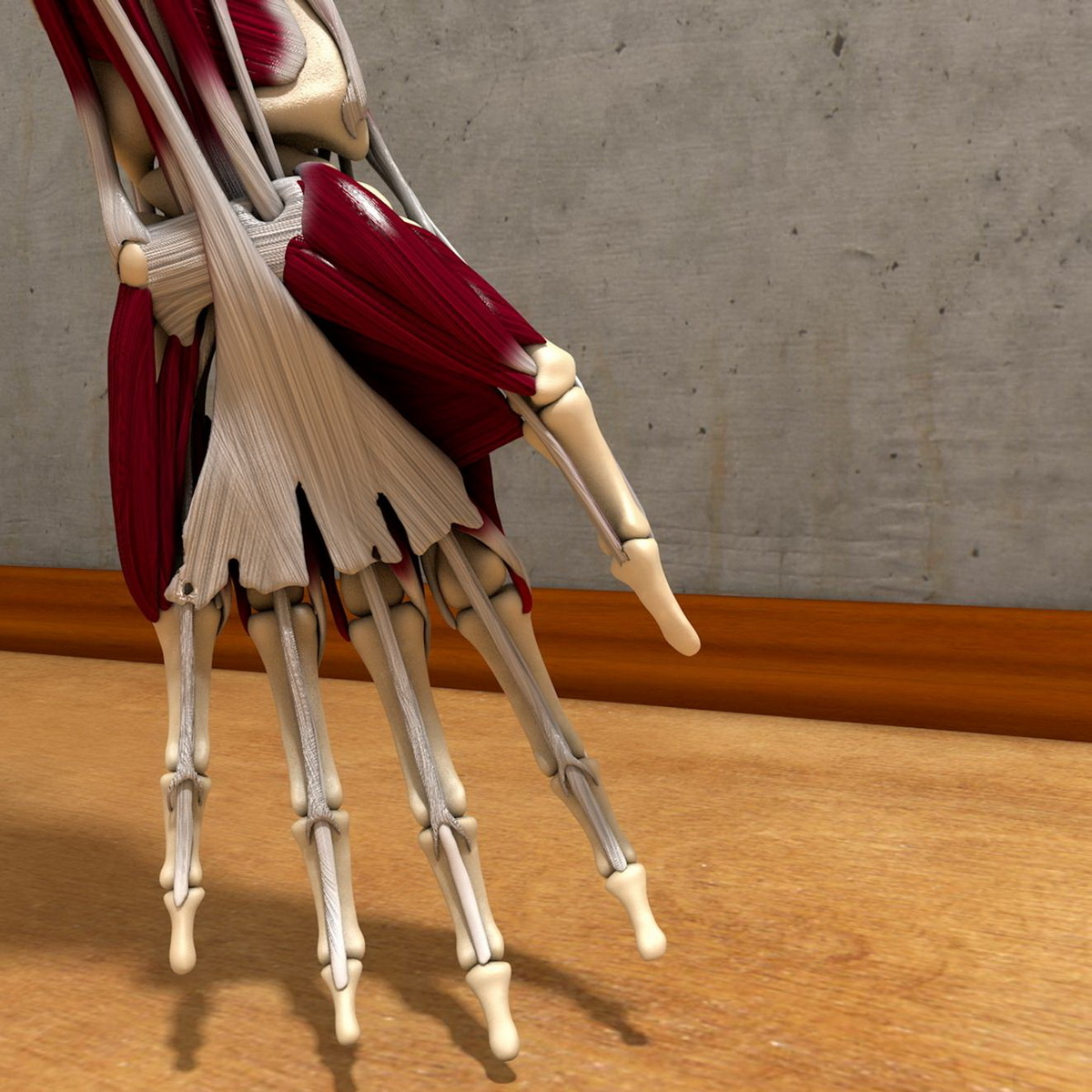 human hand forearm 3d model