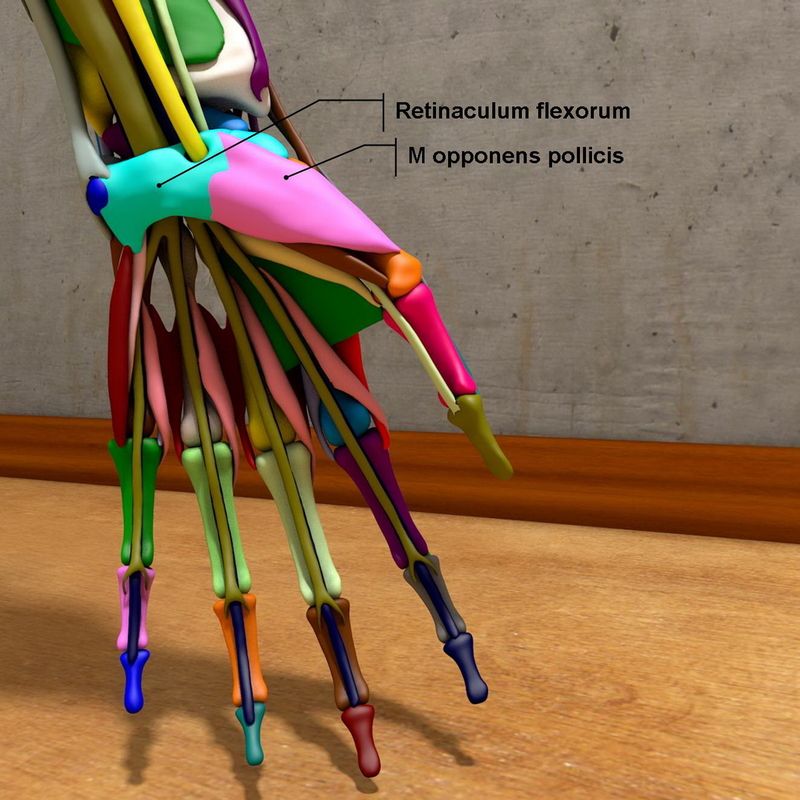 human hand forearm 3d model