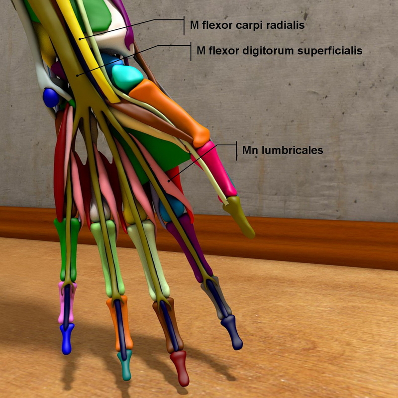 human hand forearm 3d model