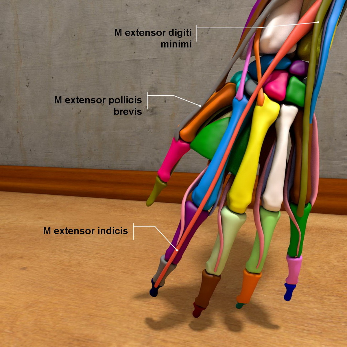 human hand forearm 3d model