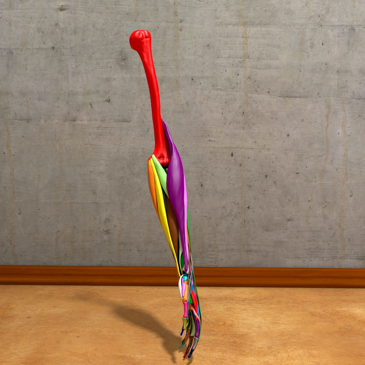 human hand forearm 3d model