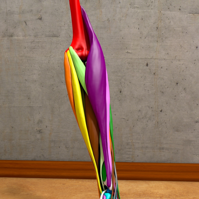 human hand forearm 3d model