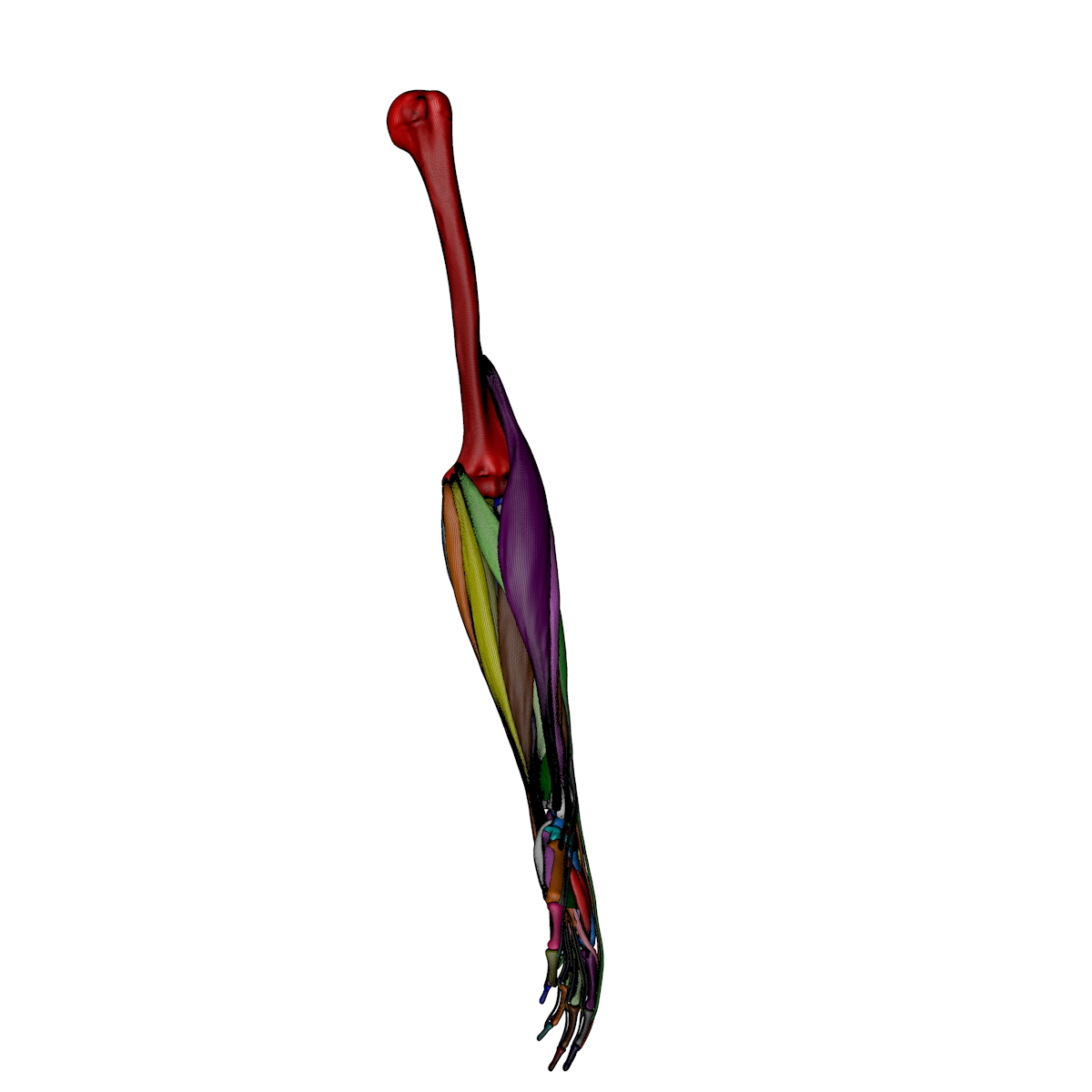 human hand forearm 3d model