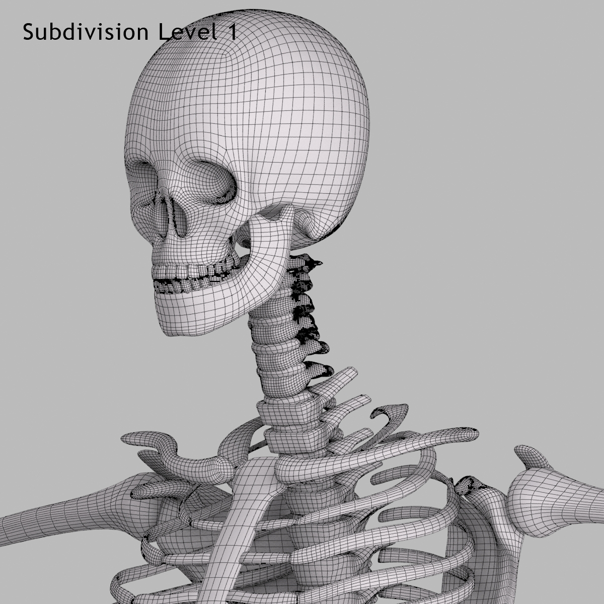 realist human skeleton skeletal skull obj