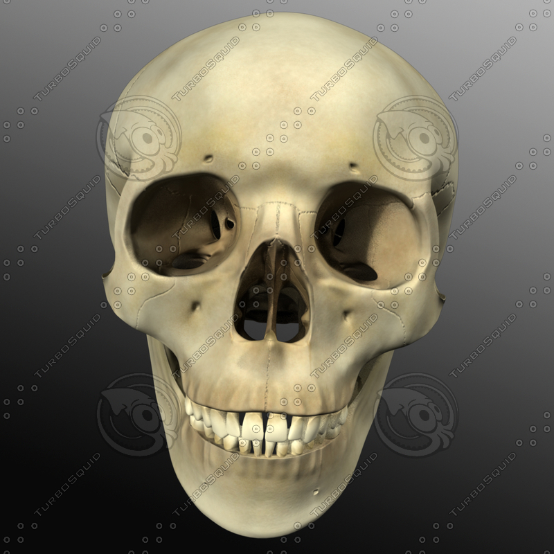 3d model human skull