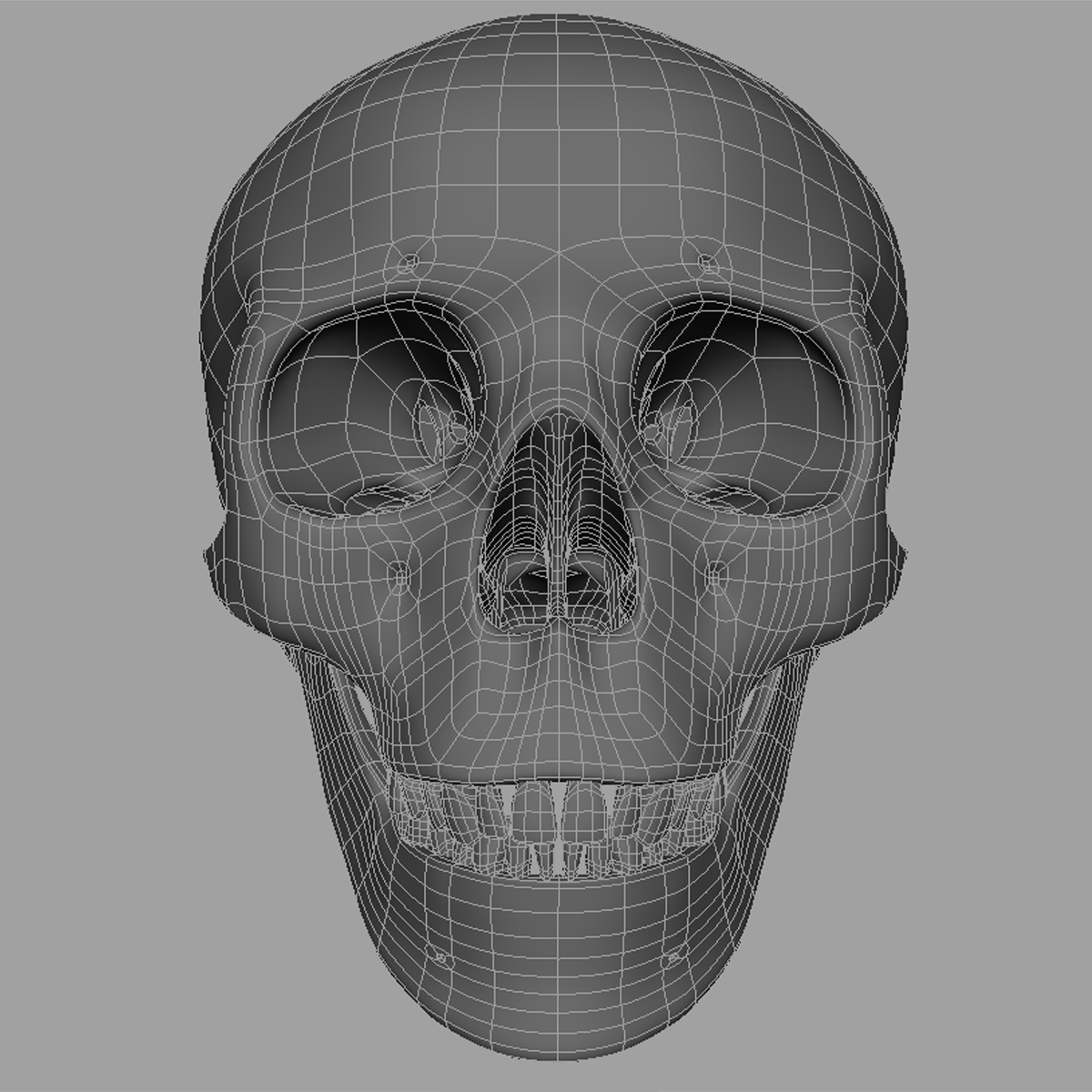 3d model human skull