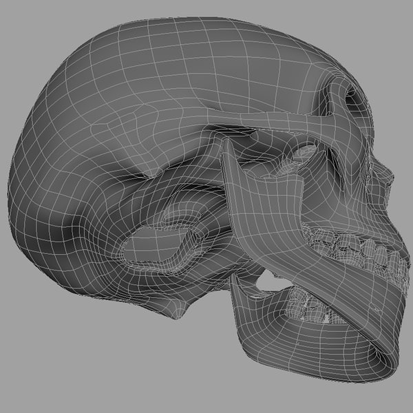 3d model human skull