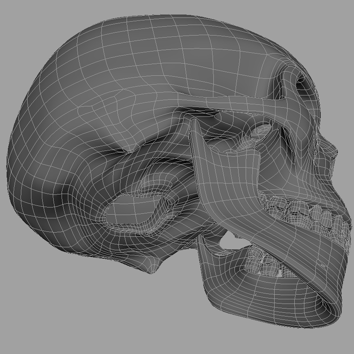 3d model human skull