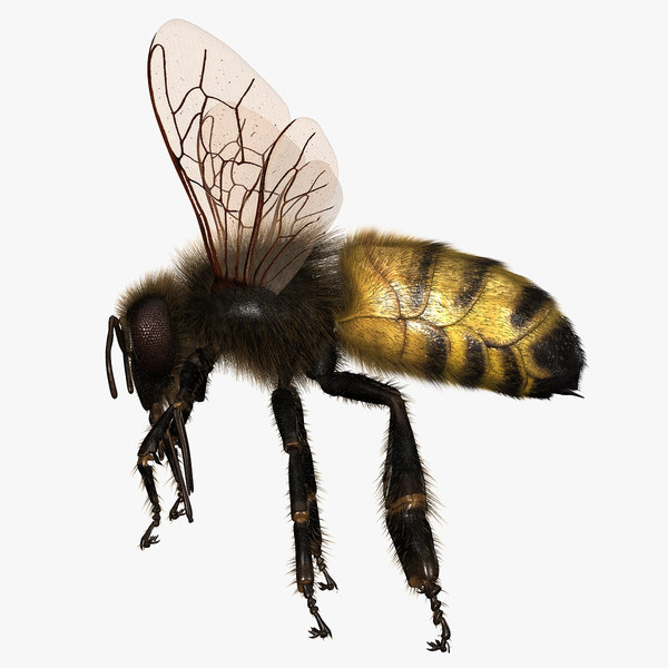 3d simple cartoon bee animation