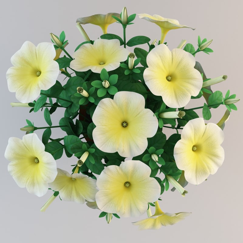petunia flower 3d 3ds