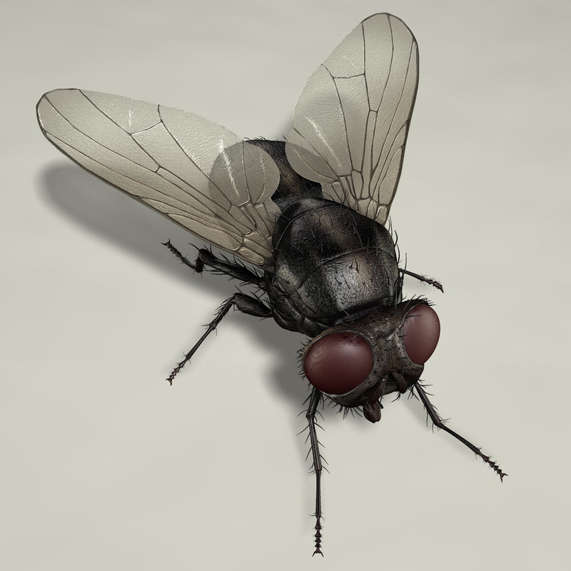 housefly animation ma