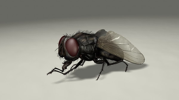housefly animation ma