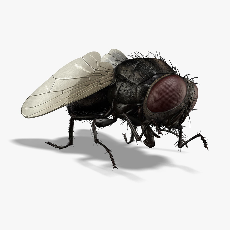 housefly animation ma