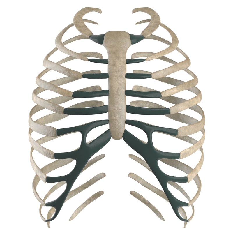 modelo 3d Sistema de costillas esqueléticas - TurboSquid 721647