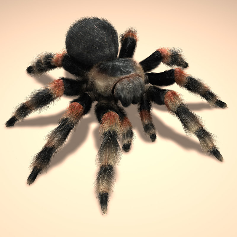 mexican redknee tarantula hair fur 3d obj