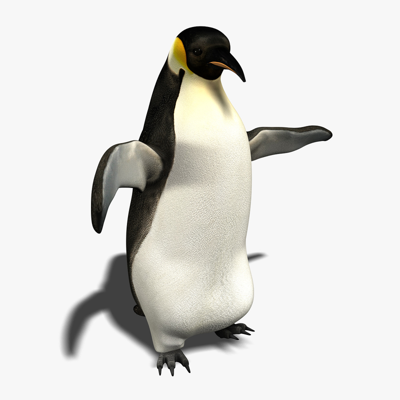 3d penguin animation model