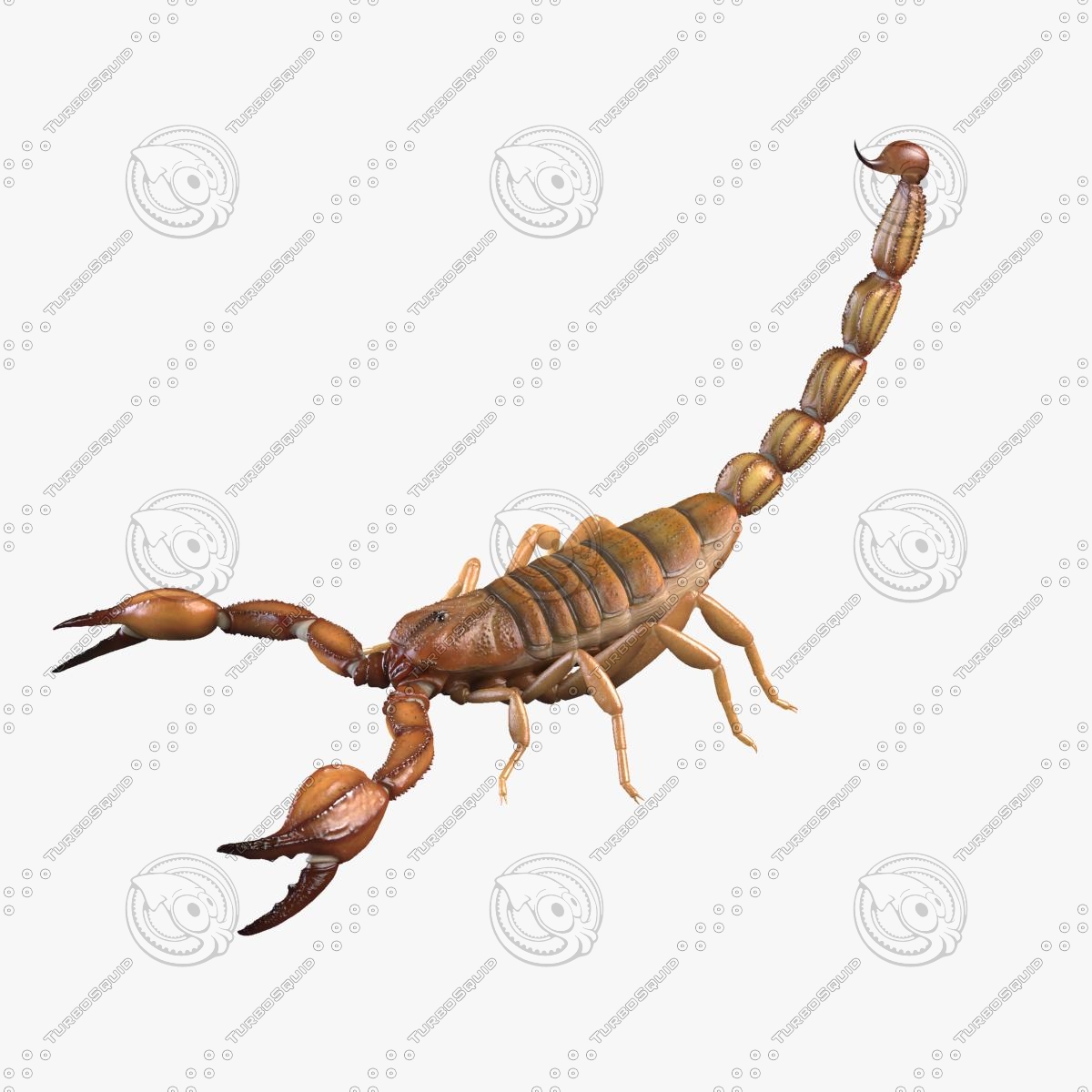 brown scorpion 3d model