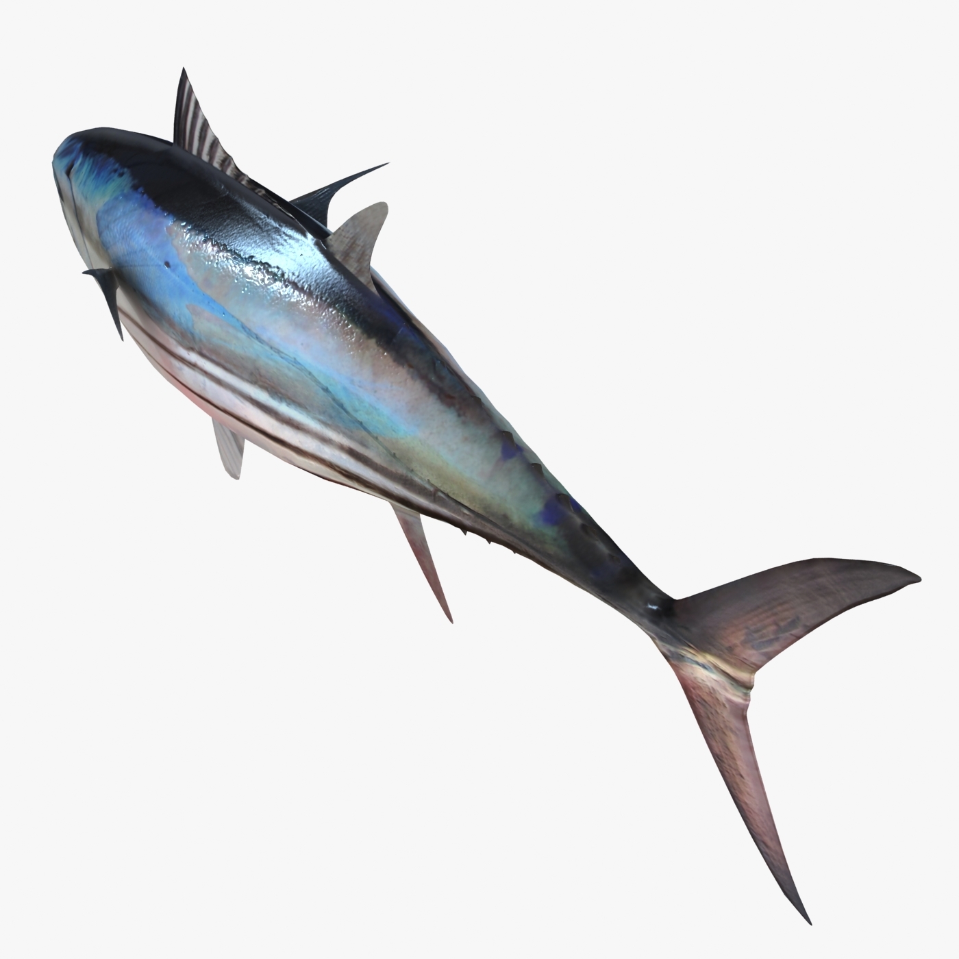 skipjack tuna 3d max
