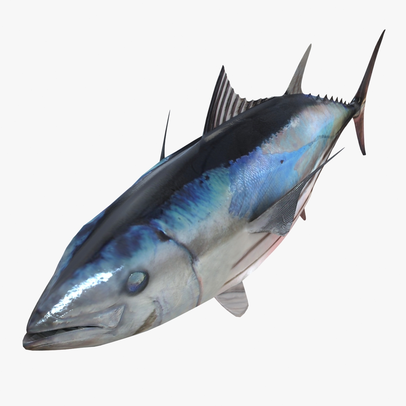 skipjack tuna 3d max