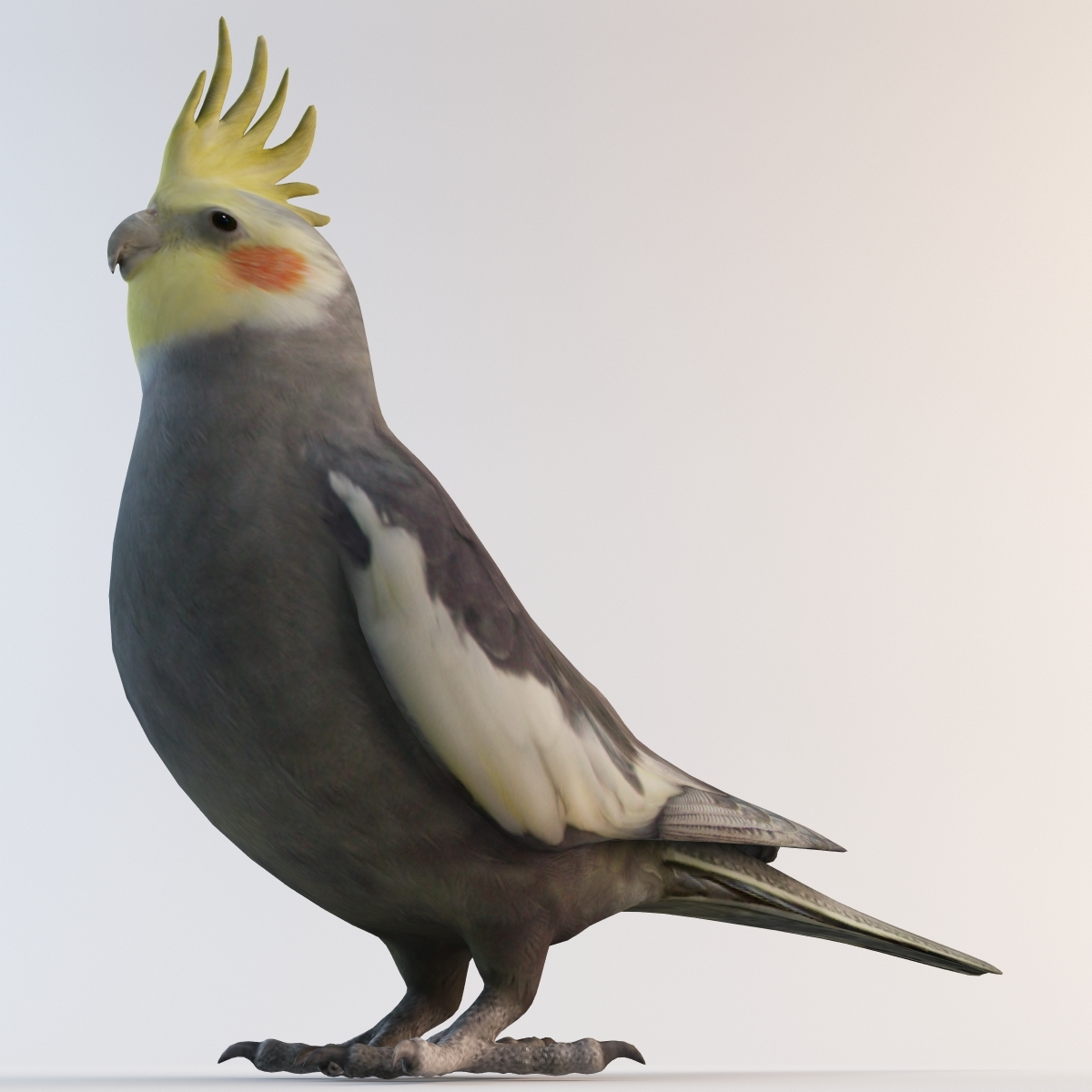 cockatiel bird parrot 3d obj