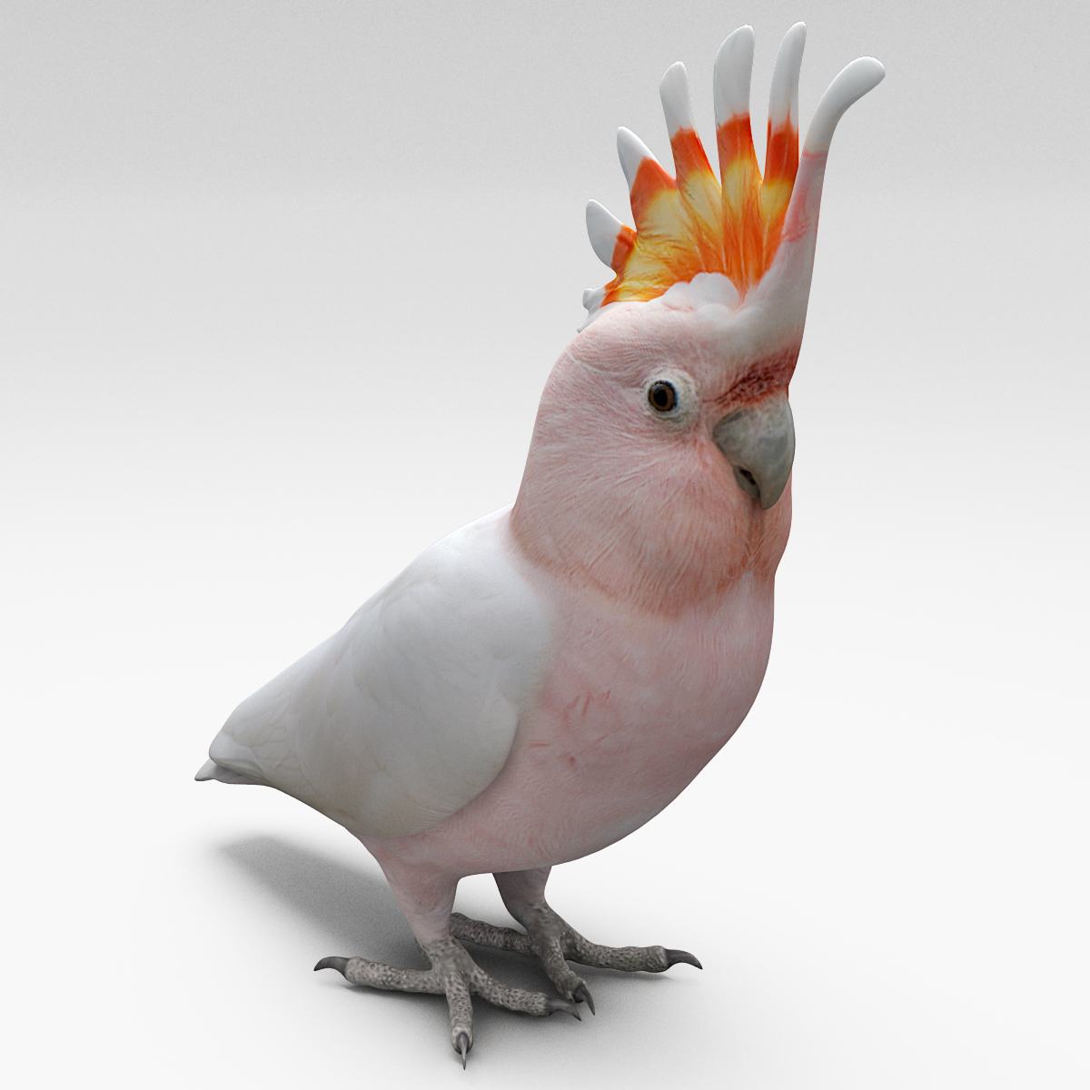 major mitchell cockatoo bird 3d 3ds