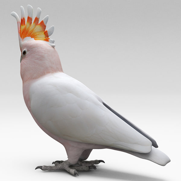 major mitchell cockatoo bird 3d 3ds